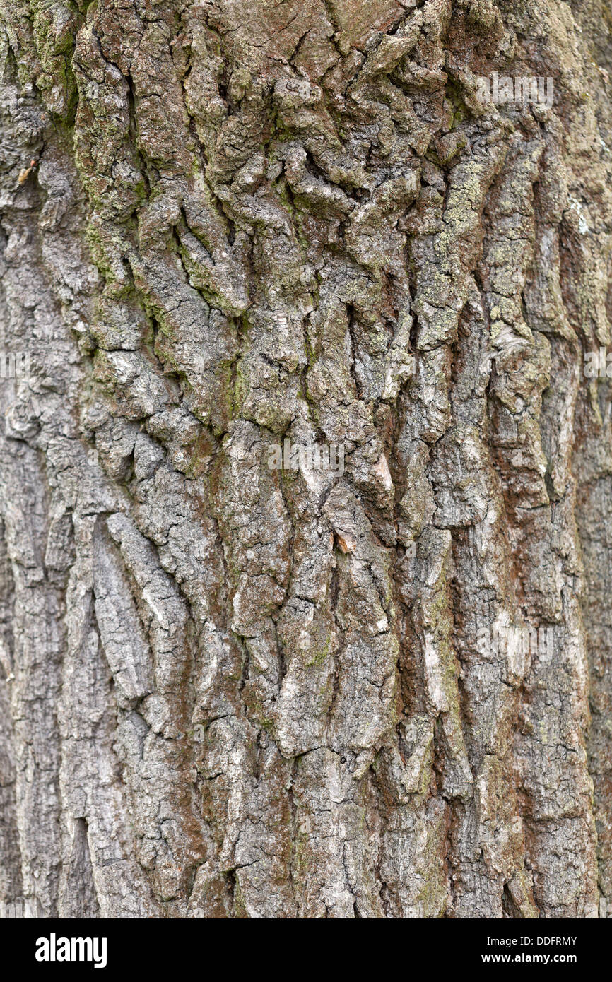 Bark of oak isolated hi-res stock photography and images - Alamy