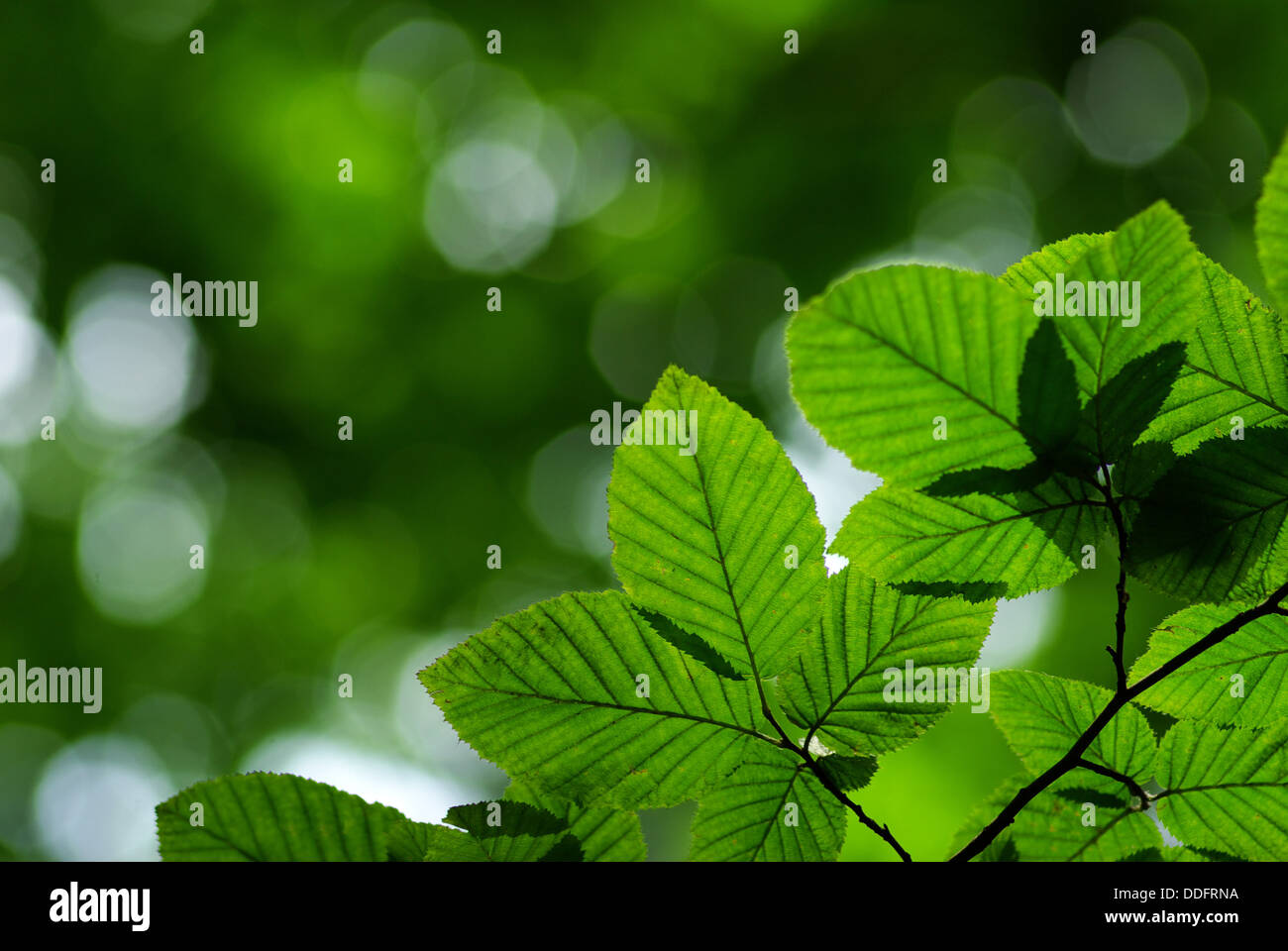 green leaves background Stock Photo - Alamy