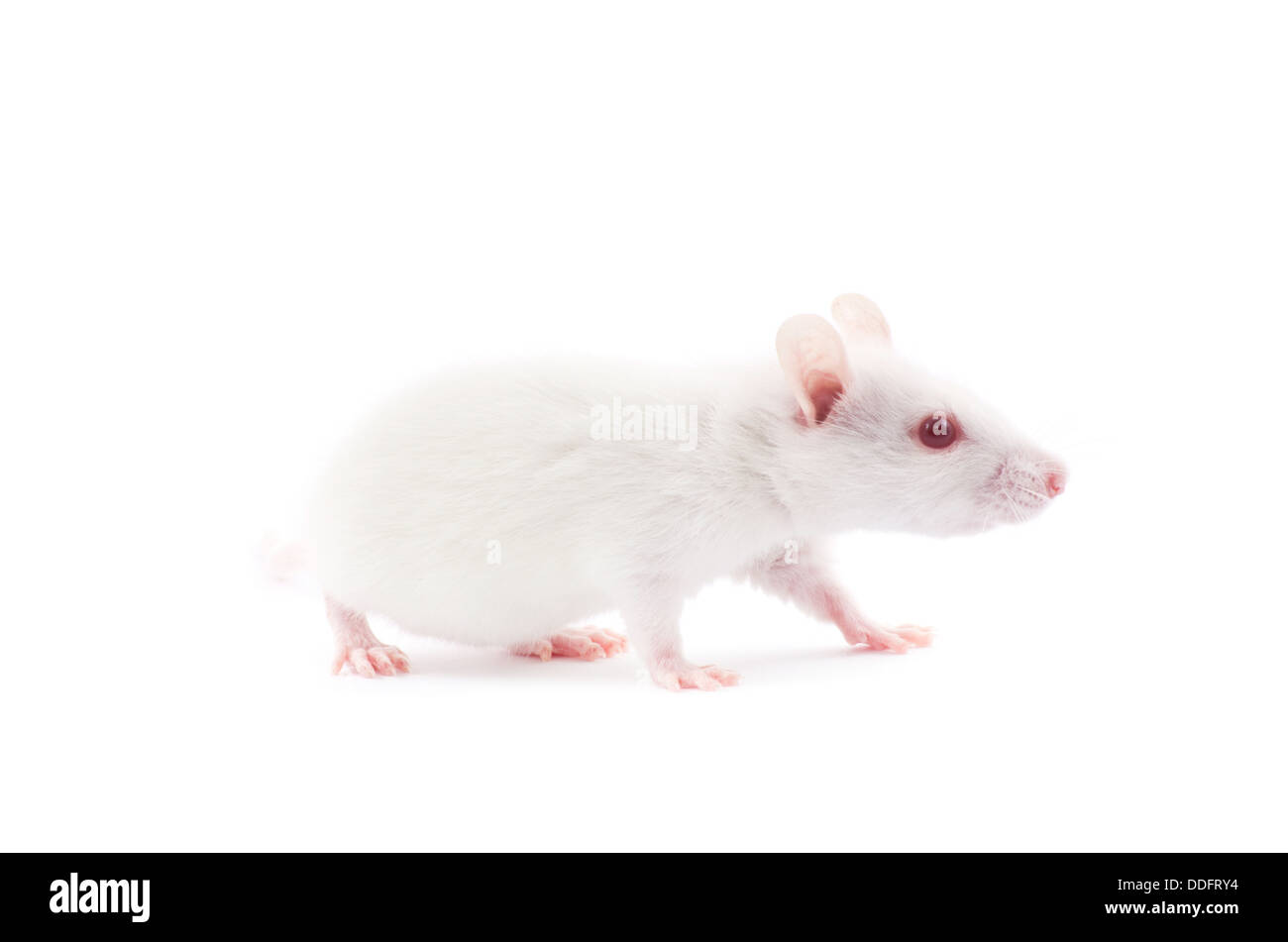 Lab mouse white hi-res stock photography and images - Alamy