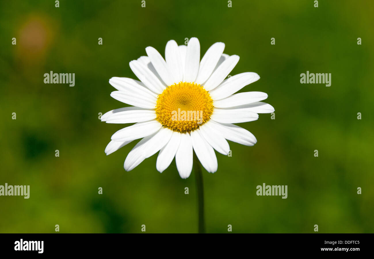 Close up photo of single camomile on blured green background Stock ...