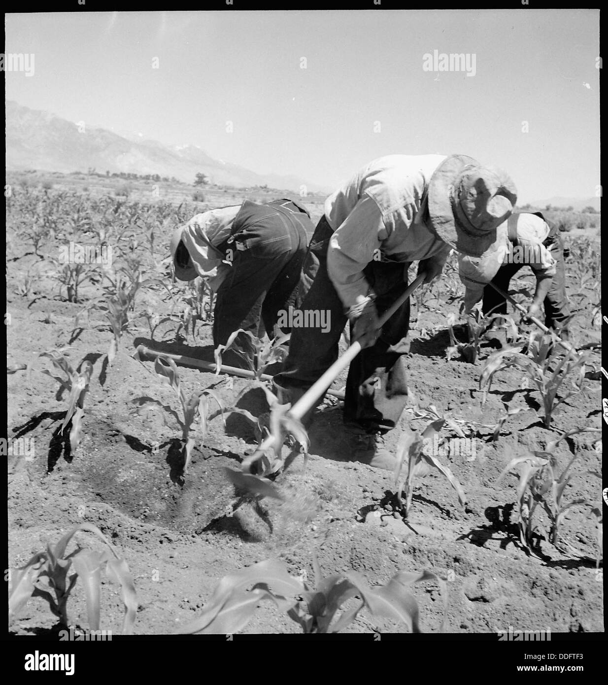Hoeing field hi-res stock photography and images - Alamy