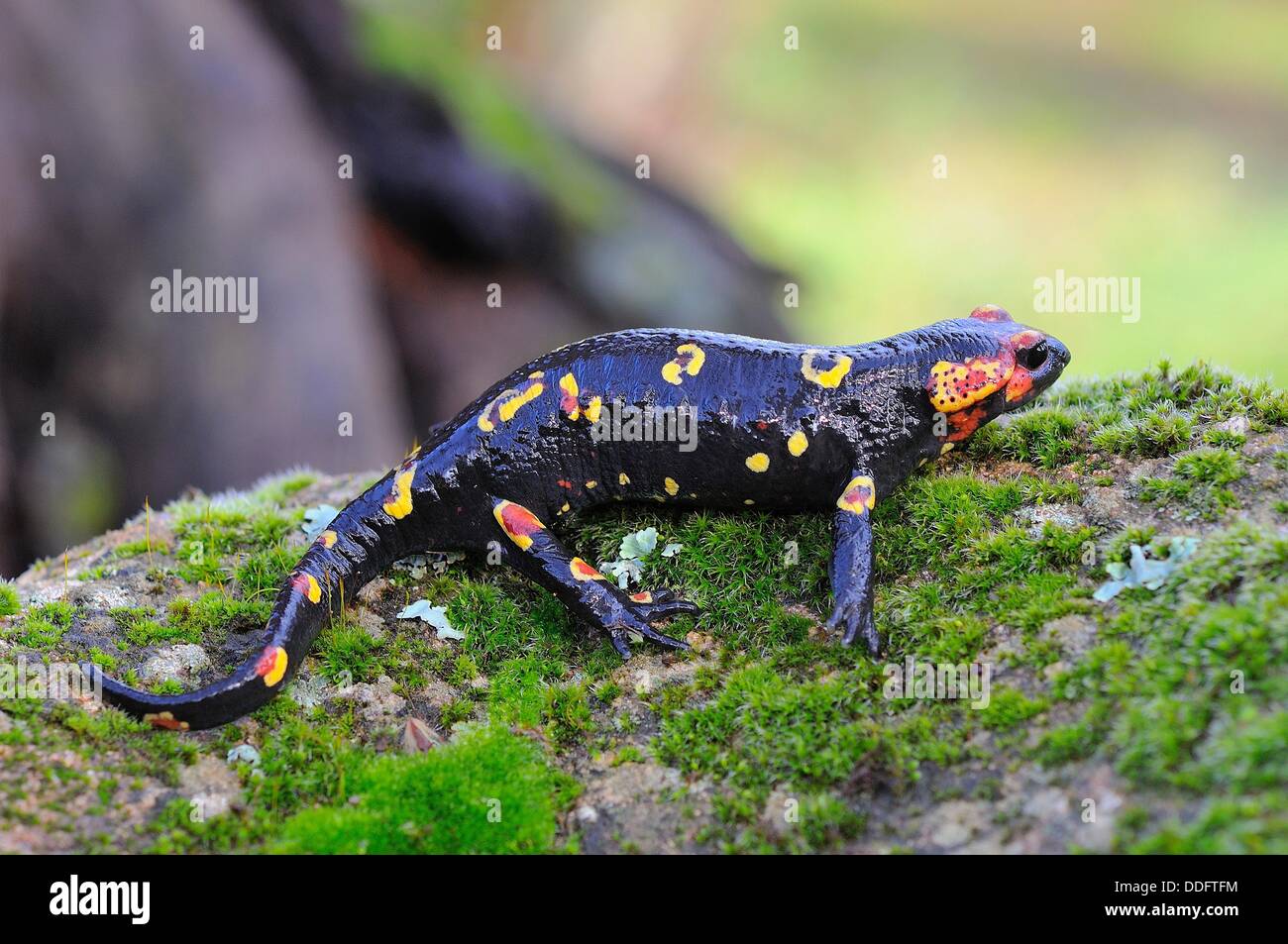 Order urodela hi-res stock photography and images - Alamy