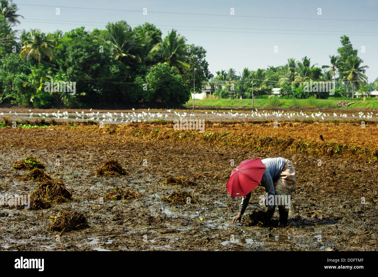 Indian farmer in a rice field in Kerala, India Stock Photo - Alamy