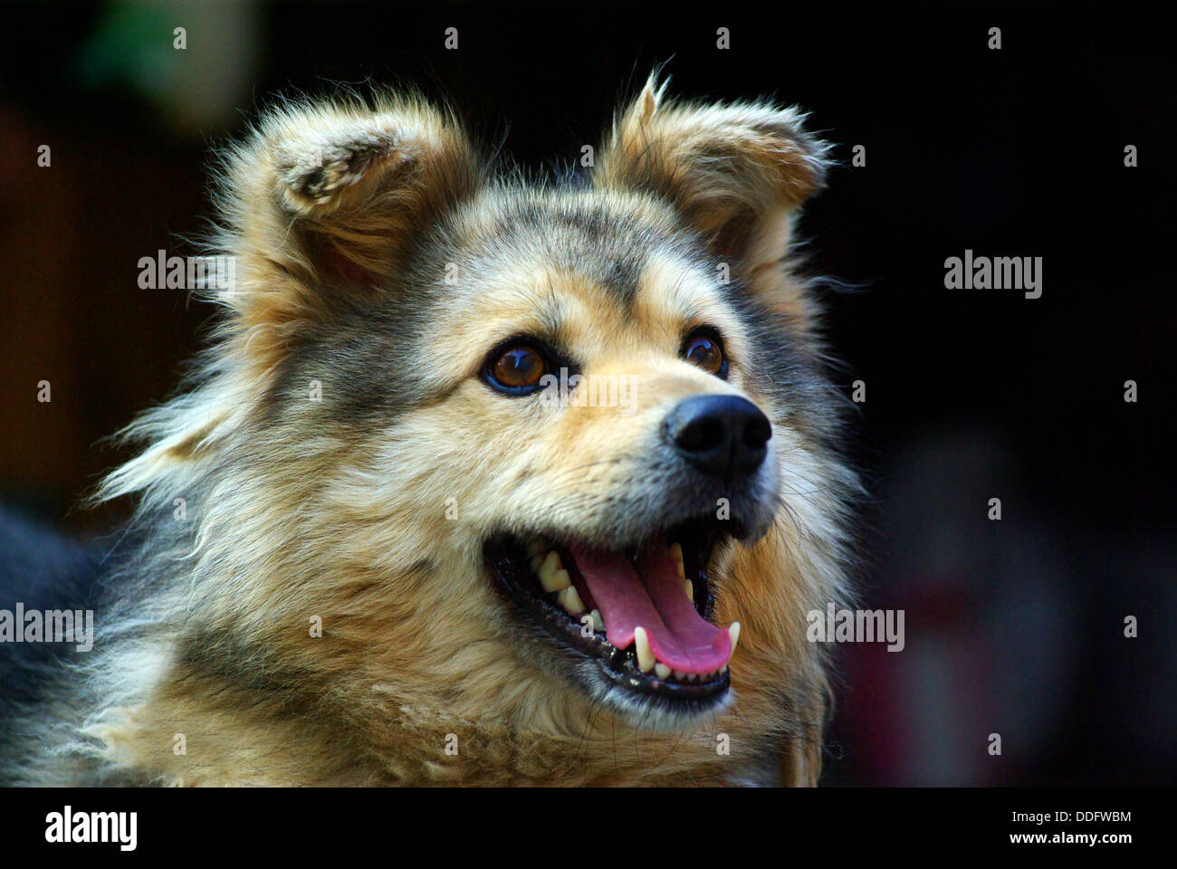 Pathetic dog hi-res stock photography and images - Alamy