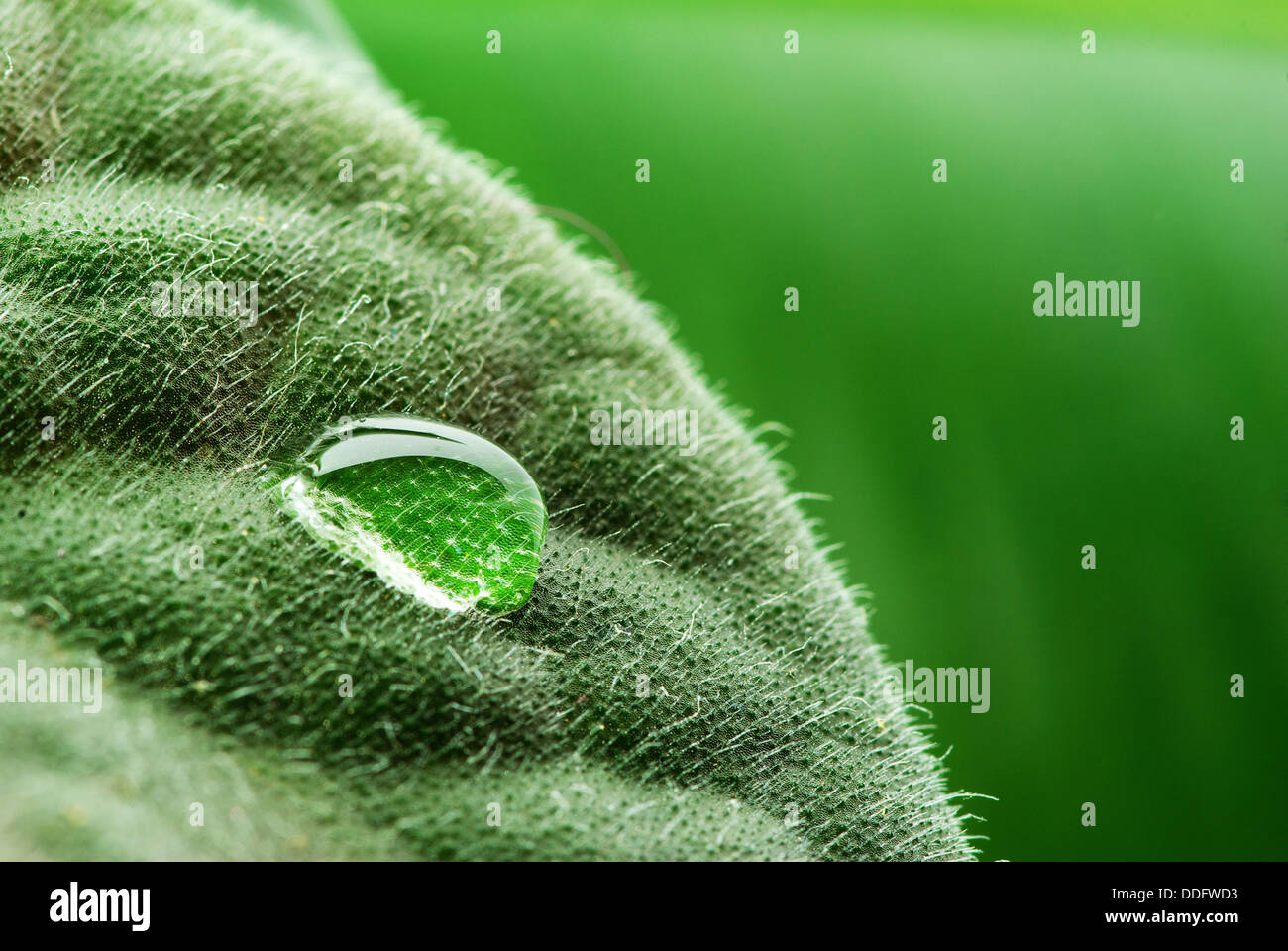 drop on leaf Stock Photo - Alamy