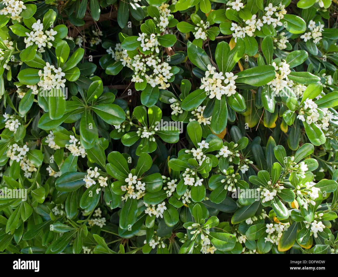 Pittosporum hedge hi-res stock photography and images - Alamy