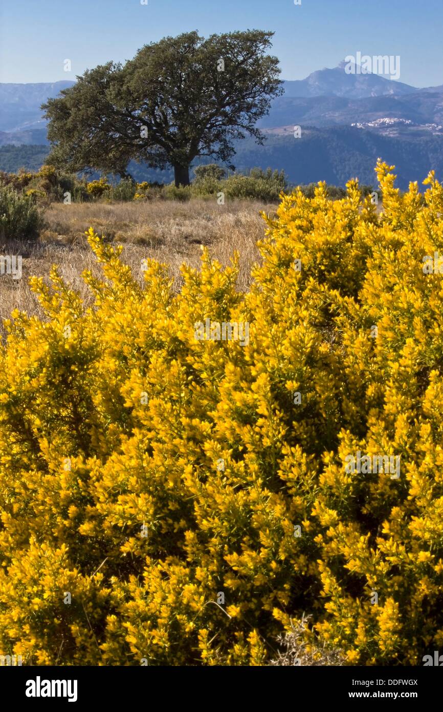 Pico penyagolosa hi-res stock photography and images - Alamy