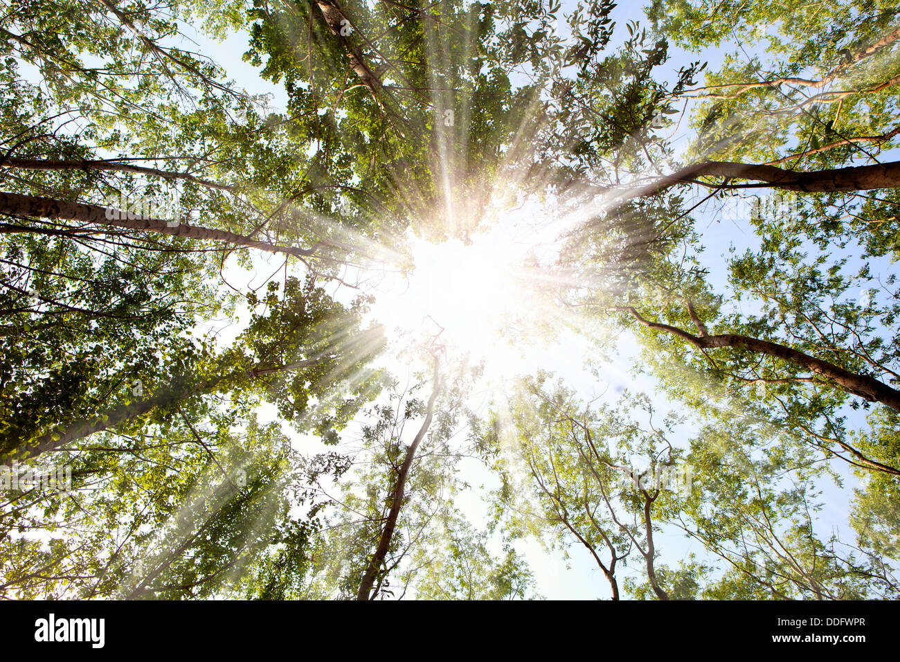 The light in the forest Stock Photo - Alamy