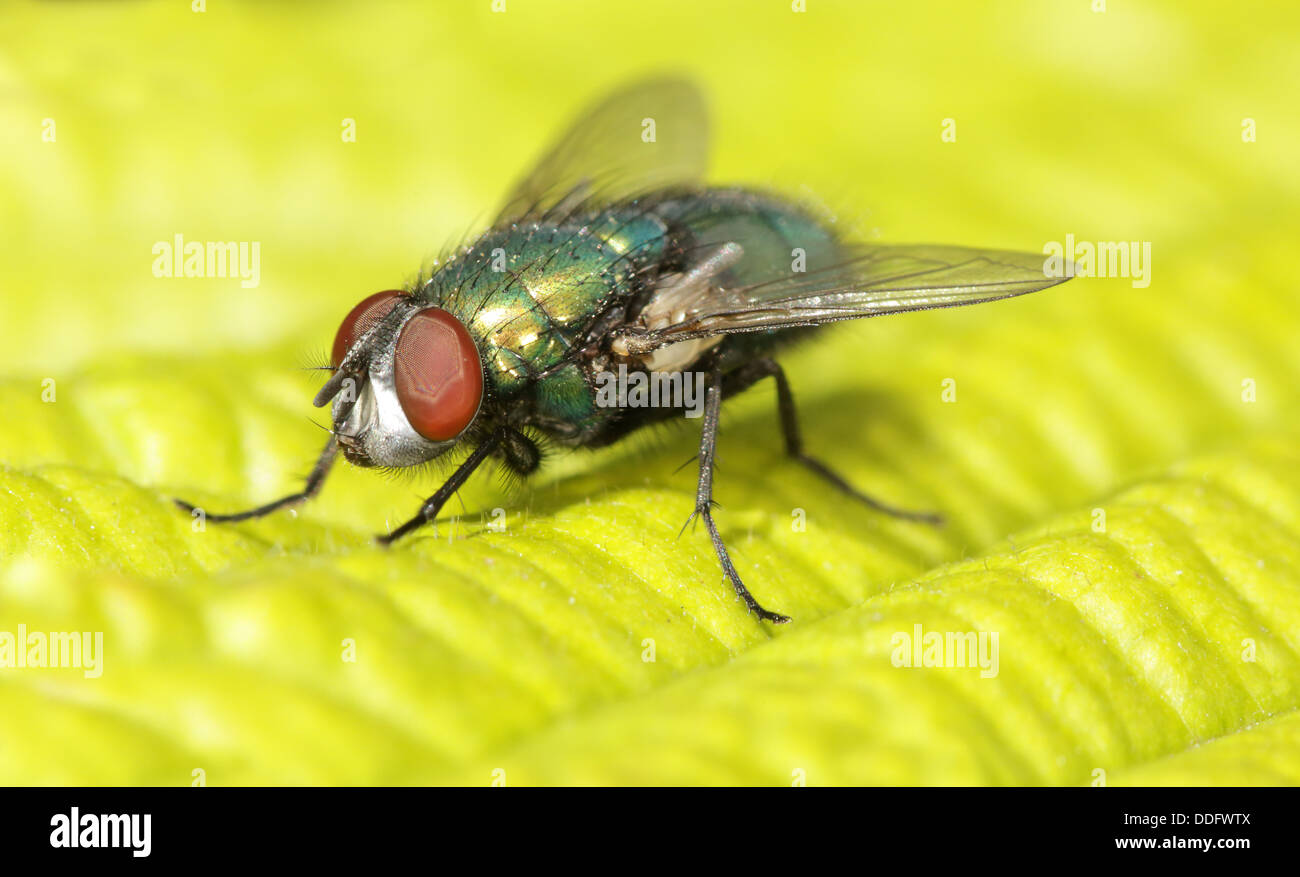 Lucilia caesar insect hi-res stock photography and images - Alamy
