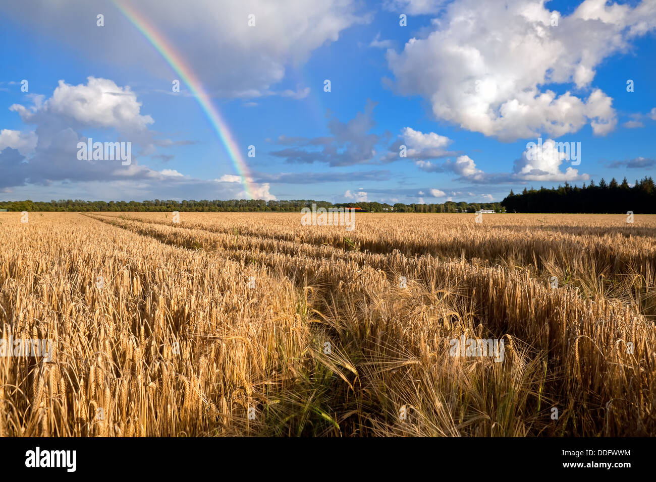 colorful rainbow over wheat field in summer Stock Photo - Alamy