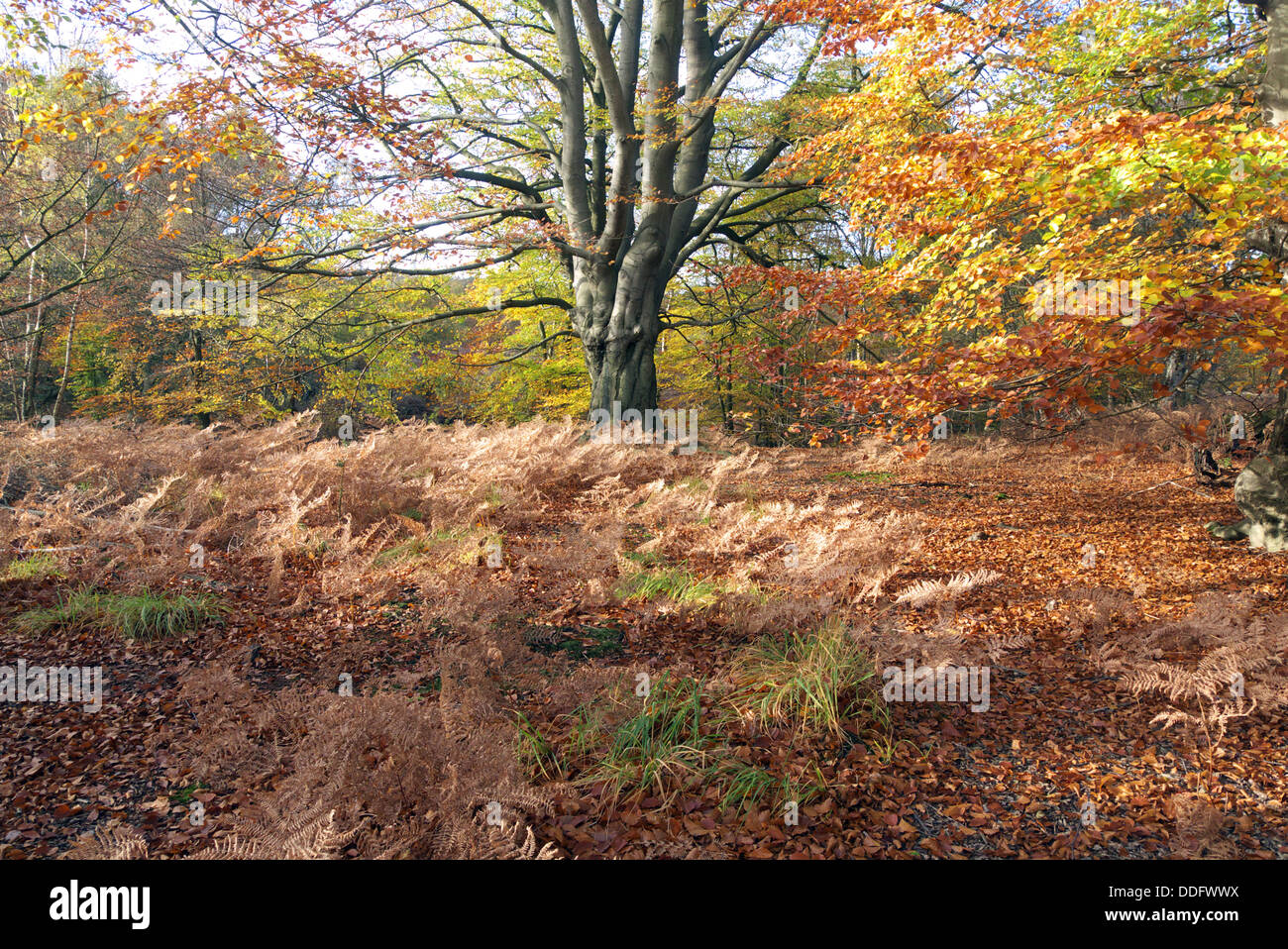 Oak trees in Autumn, Epping forest, Epping, Essex, UK Stock Photo - Alamy
