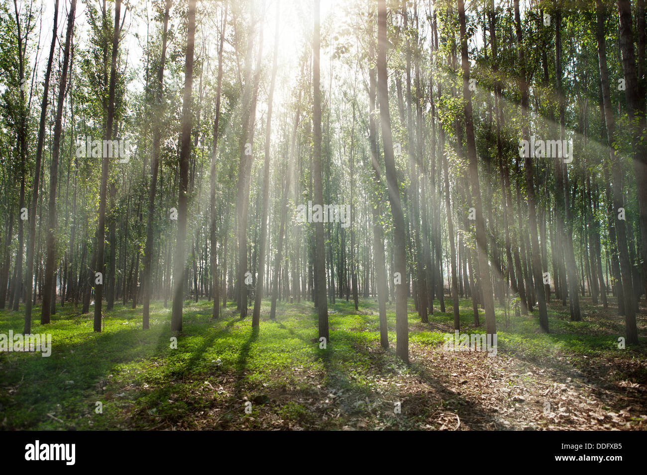 The light in the forest Stock Photo - Alamy
