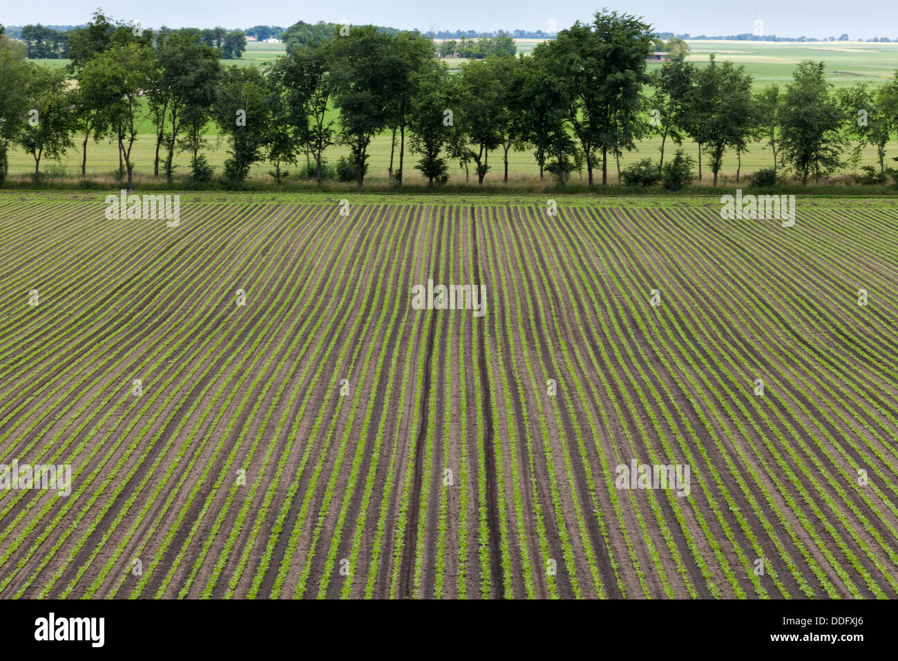 Beet fields hi-res stock photography and images - Alamy