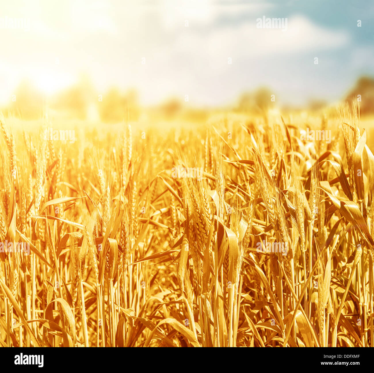 Beautiful golden wheat field in sunny day, agricultural meadow ...