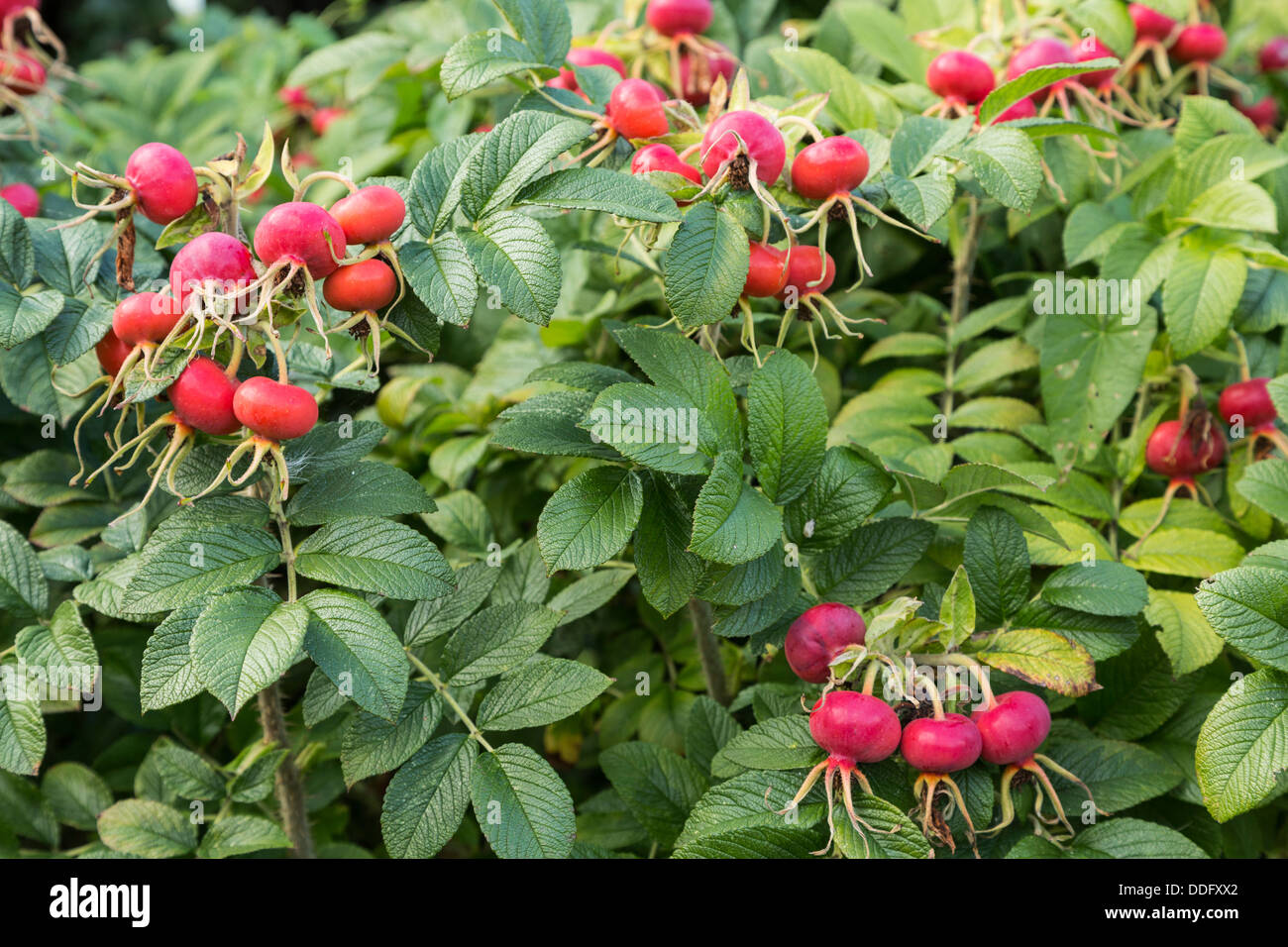 Rose hips rose hips hi-res stock photography and images - Alamy