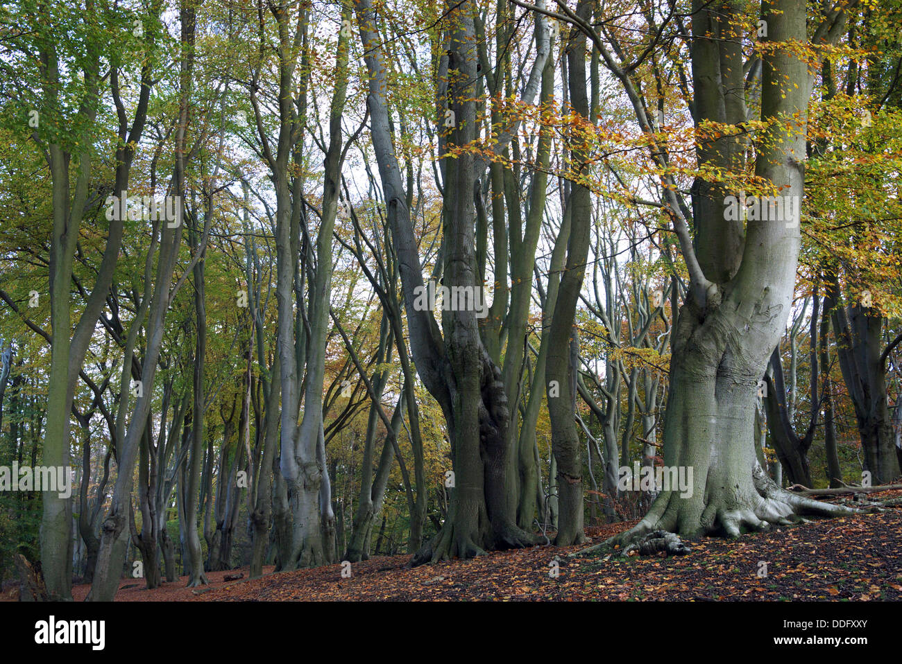 Epping forest beech hi-res stock photography and images - Alamy