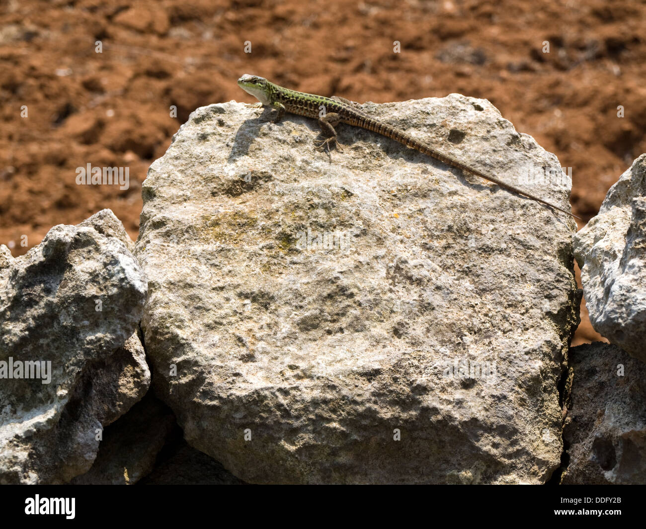 lizard on a rock in the sun Stock Photo - Alamy