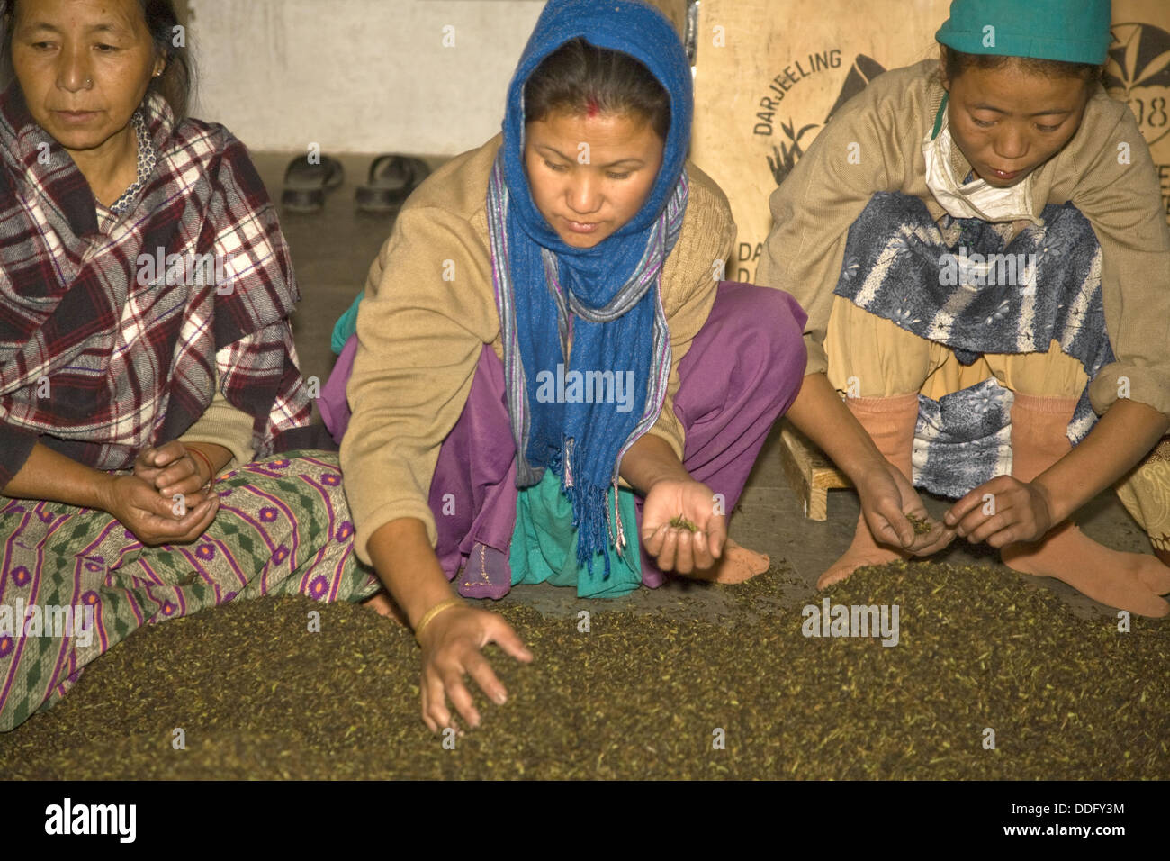 Darjeeling tea leaf hi-res stock photography and images - Alamy