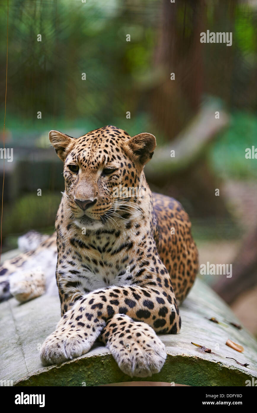 Malaysia, Selangor state, Kuala Lumpur leopard at Negara Zoo Stock ...