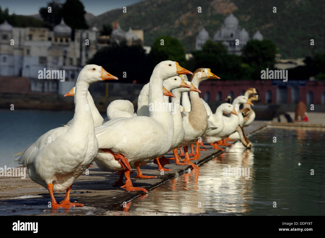 Bird india mythology hi-res stock photography and images - Alamy