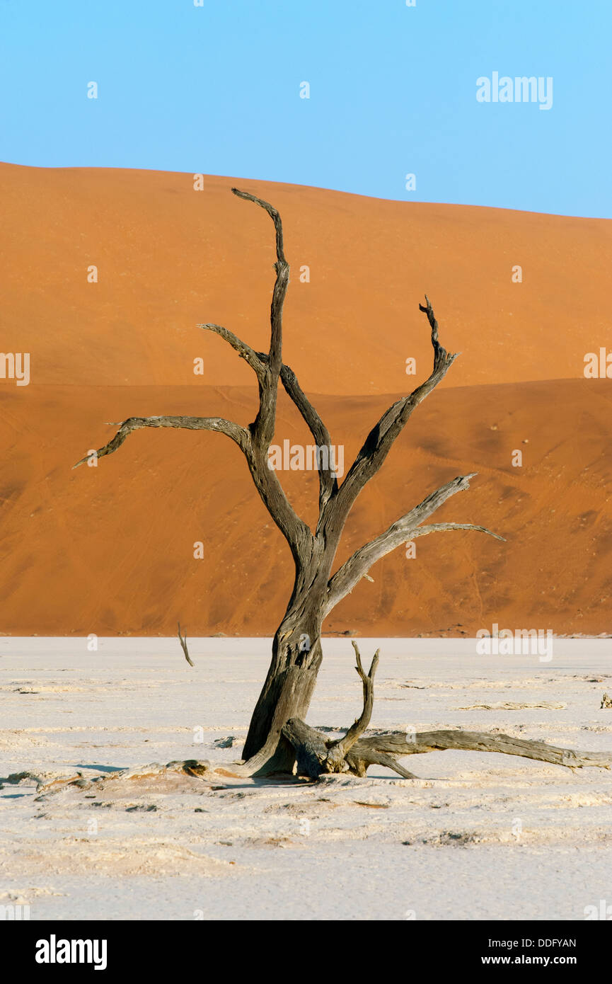 Dead acacia tree sossusvlei in hi-res stock photography and images - Alamy