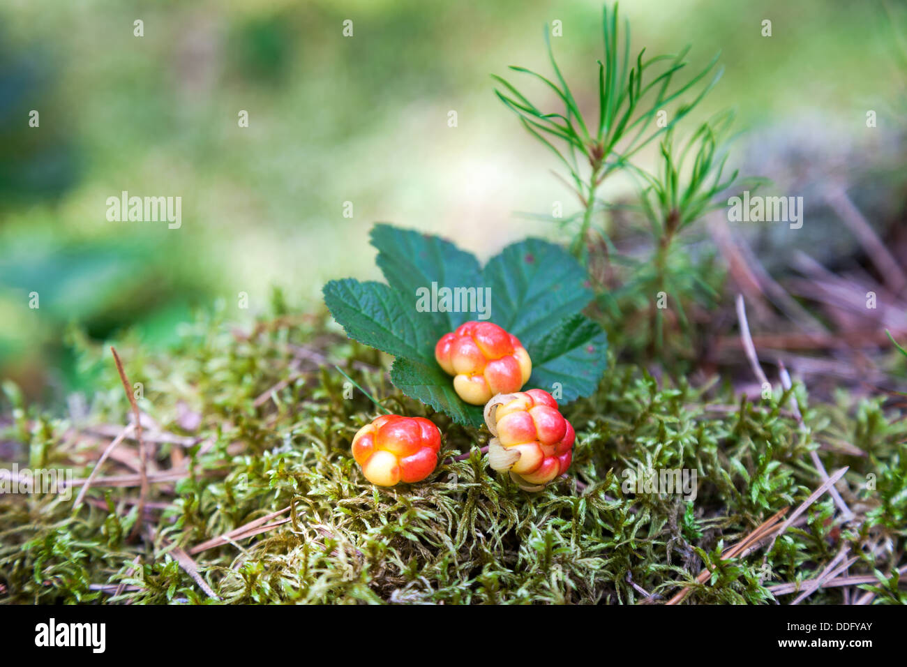 Cloudberry closeup hi-res stock photography and images - Alamy
