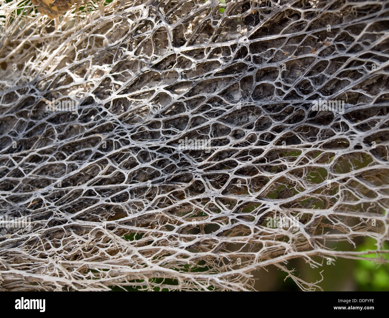 Prickly pear plot dry leaf hi-res stock photography and images - Alamy
