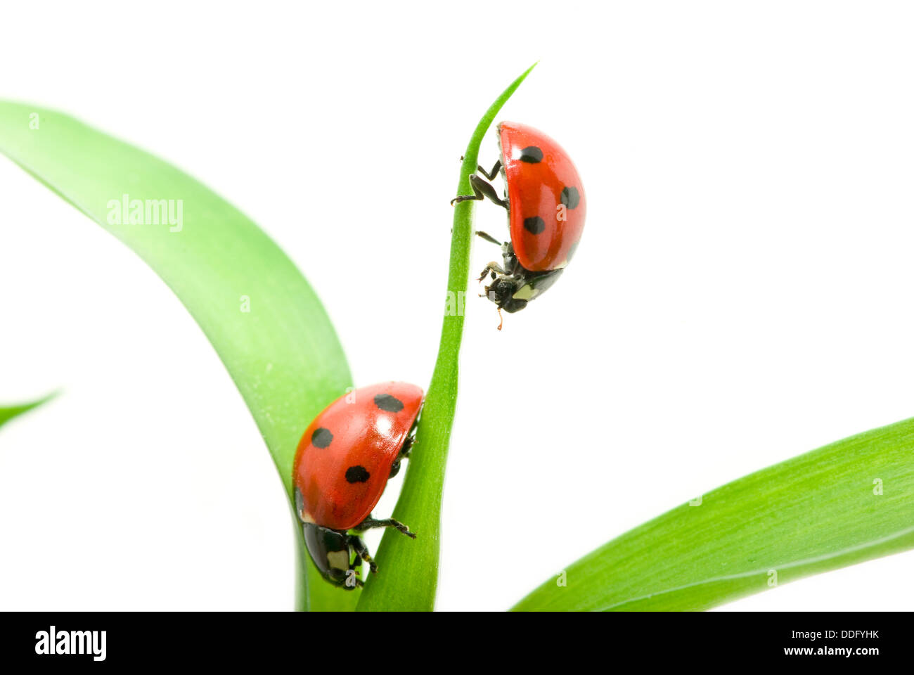 Ladybug antenna Cut Out Stock Images & Pictures - Alamy