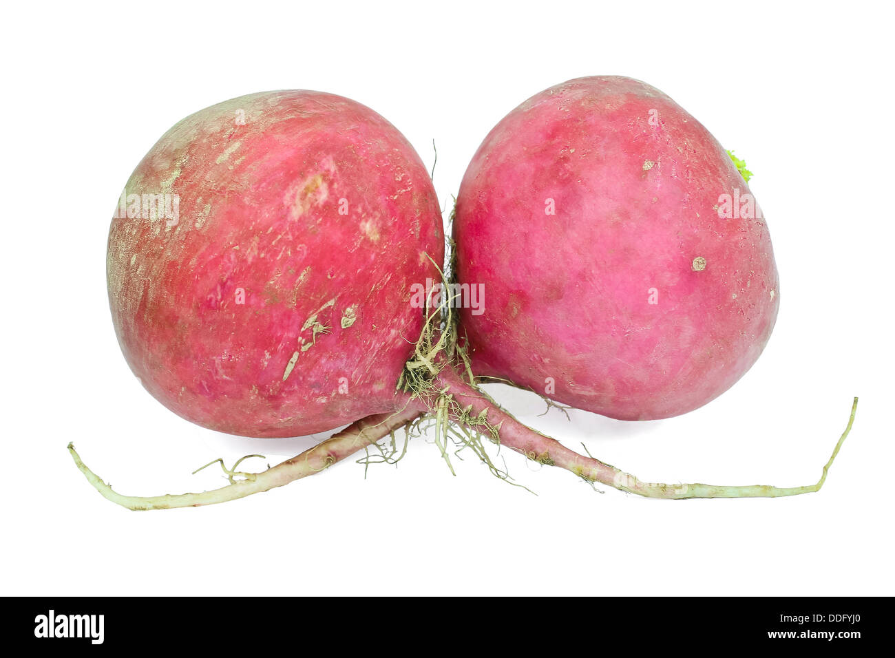 Two large radishes on a white background Stock Photo - Alamy