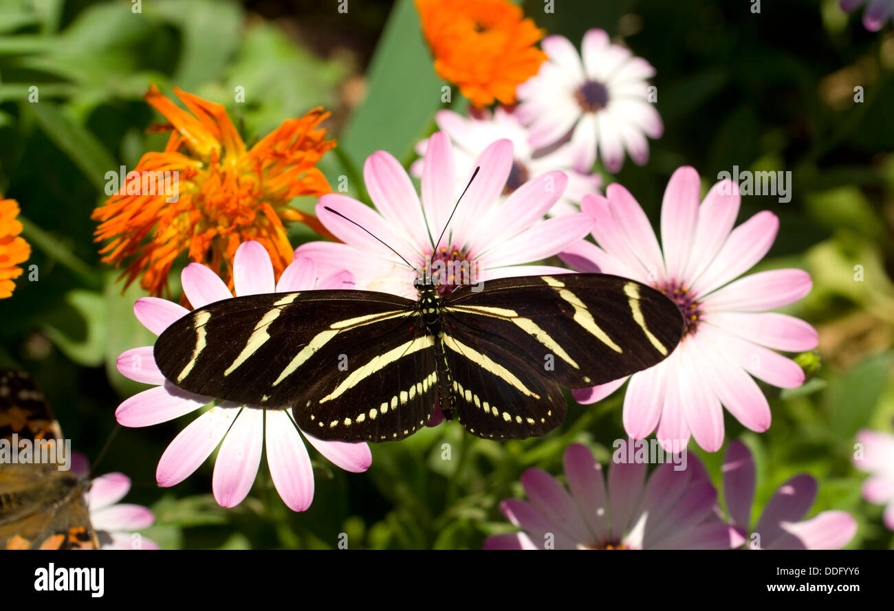 Zebra Longwing Butterfly Stock Photo - Alamy