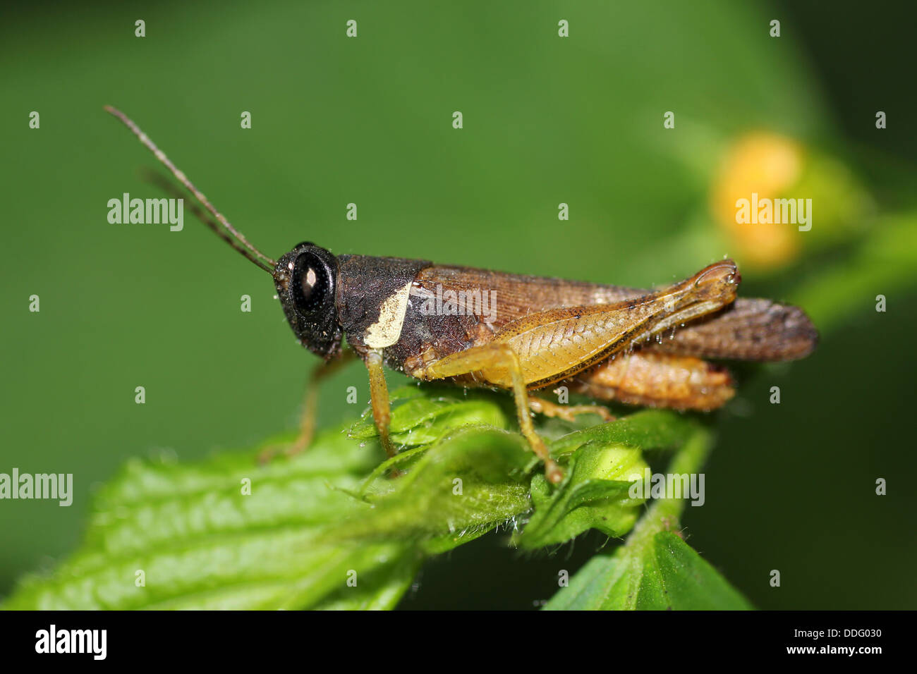 Tropical insects hi-res stock photography and images - Alamy