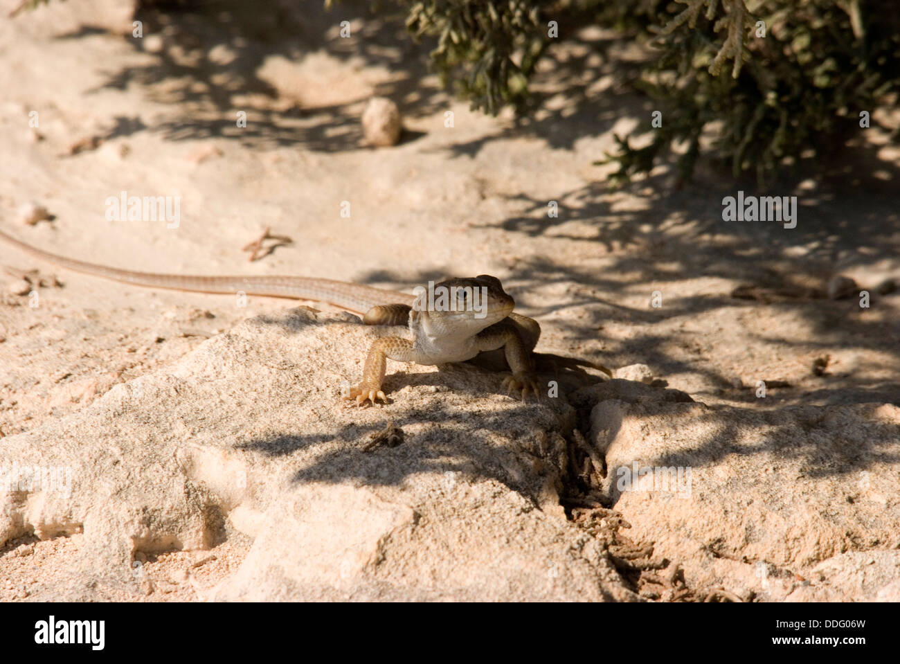Lizard under the shade of the trees and bushes Stock Photo - Alamy