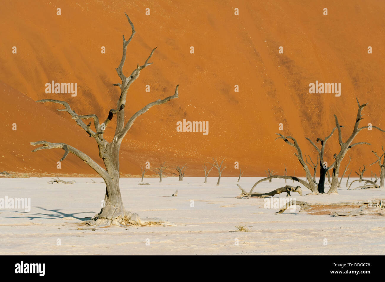 Dead acacia tree sossusvlei in hi-res stock photography and images - Alamy