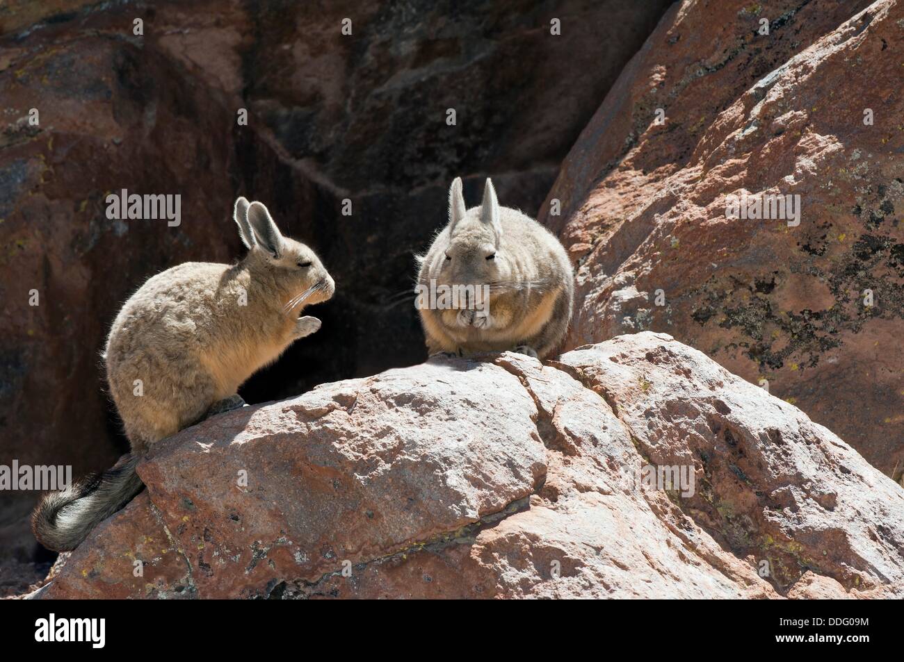 Common mountain chinchilla hi-res stock photography and images - Alamy