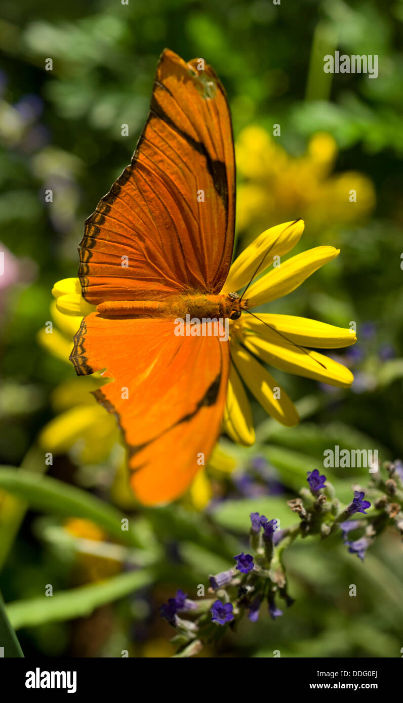Julia butterfly dryas iulia feeding hi-res stock photography and images ...