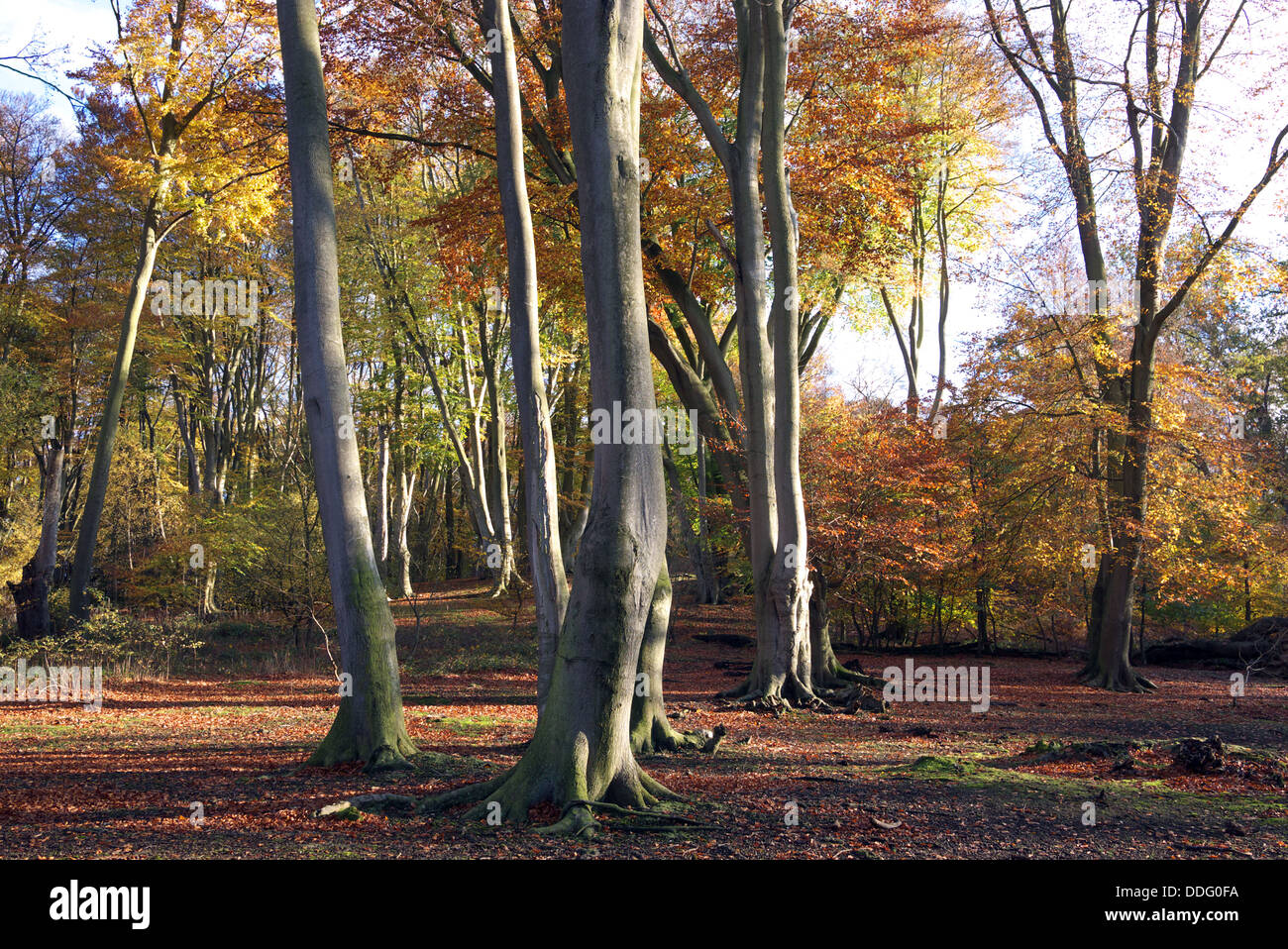 Beech trees in Autumn, Epping forest, Epping, Essex, UK Stock Photo - Alamy