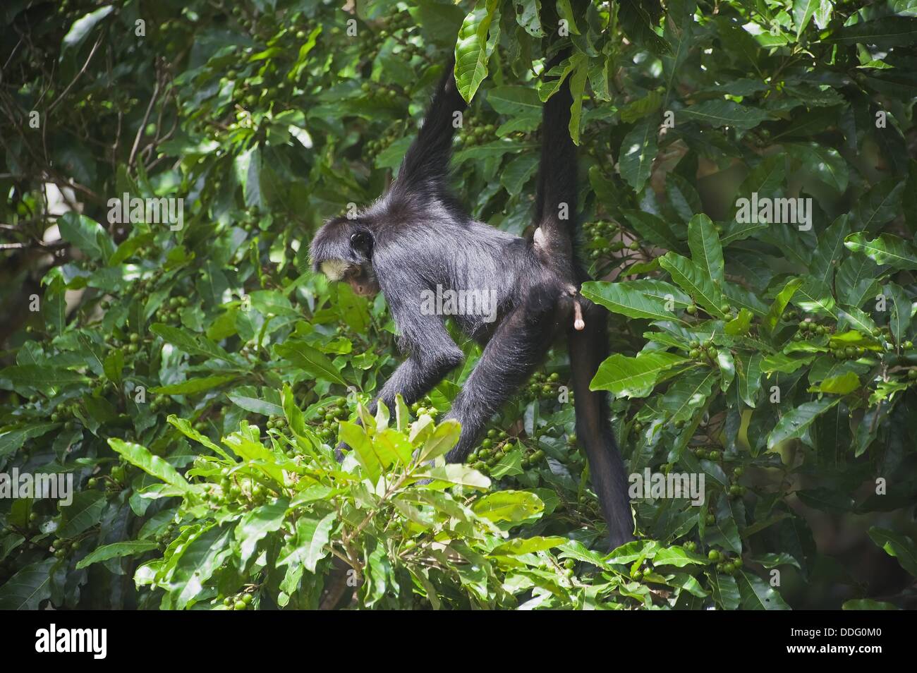 White cheeked spider monkey brazil hi-res stock photography and images ...