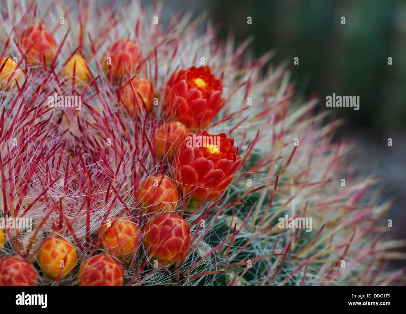 Ferocactus pilosus cactus hi-res stock photography and images - Alamy