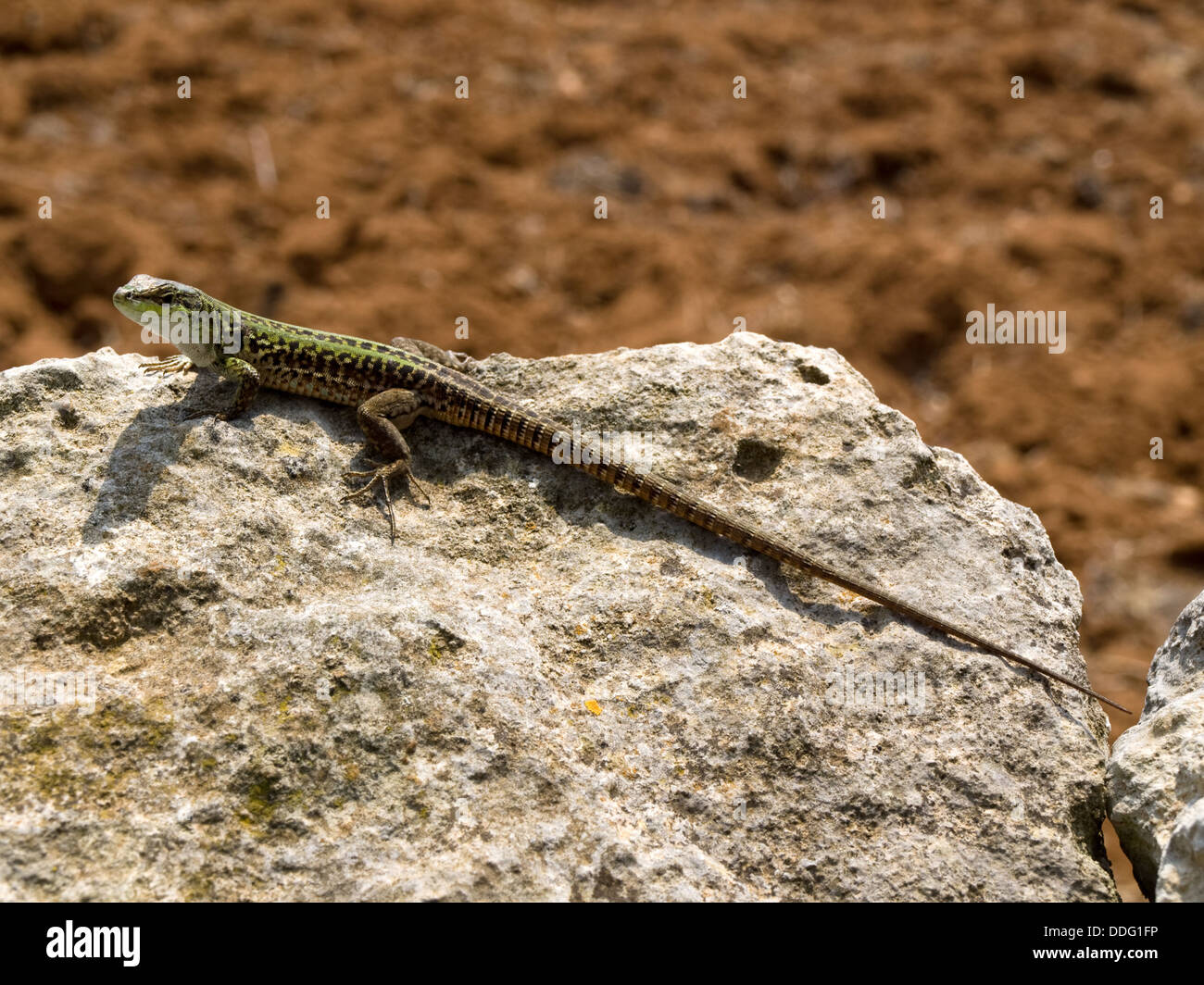 lizard on a rock in the sun Stock Photo - Alamy
