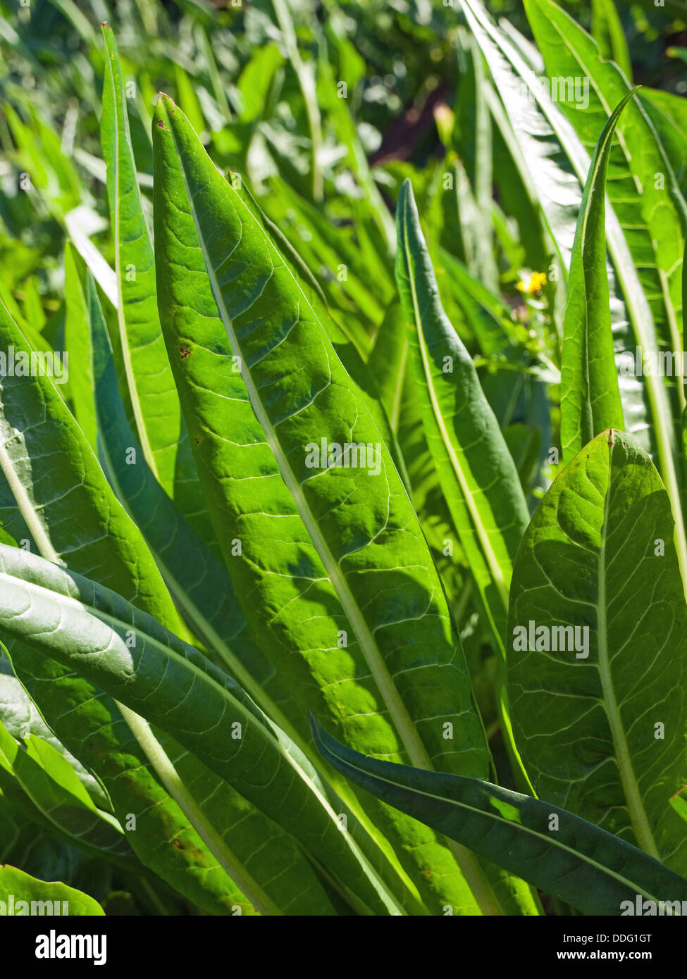 Cicoria hi-res stock photography and images - Alamy