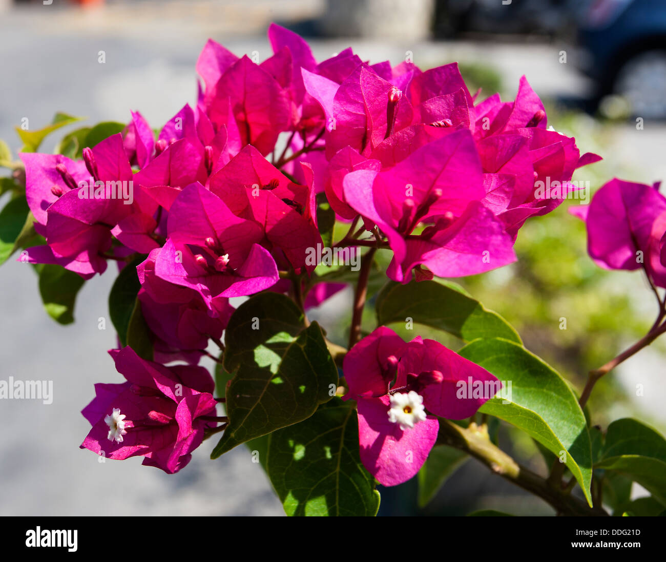 Bougainvillea flowers capri italy hi-res stock photography and images ...