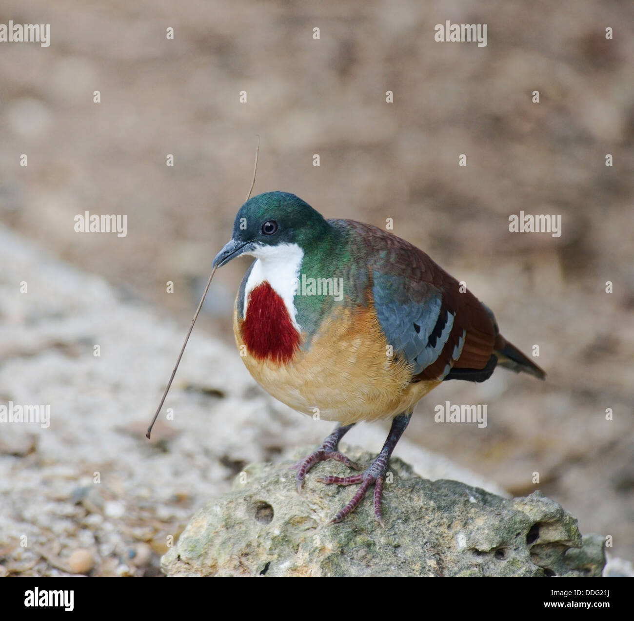 Bleeding heart dove hi-res stock photography and images - Alamy