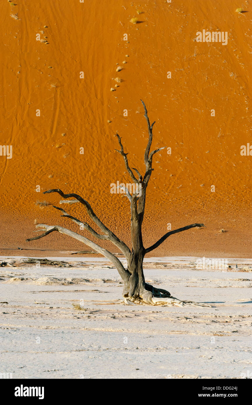 Dead acacia tree sossusvlei in hi-res stock photography and images - Alamy
