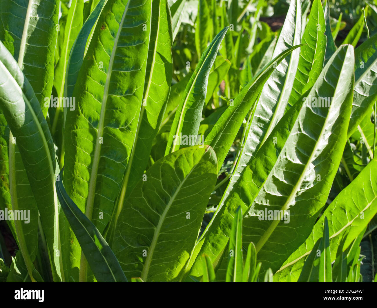 Cicoria hi-res stock photography and images - Alamy