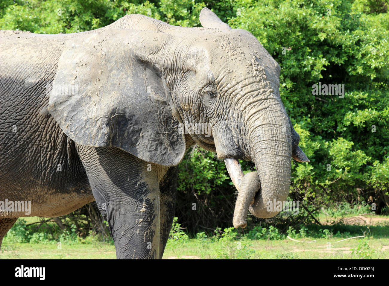 Elephant Resting Trunk On Tusks Stock Photo - Alamy