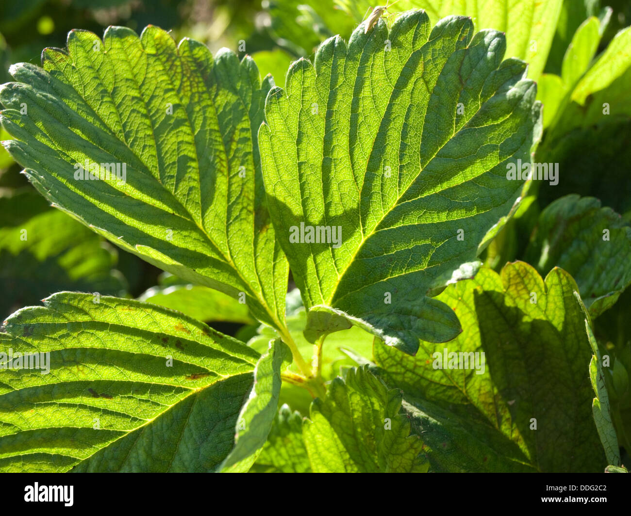 strawberry plant - leaves Stock Photo - Alamy