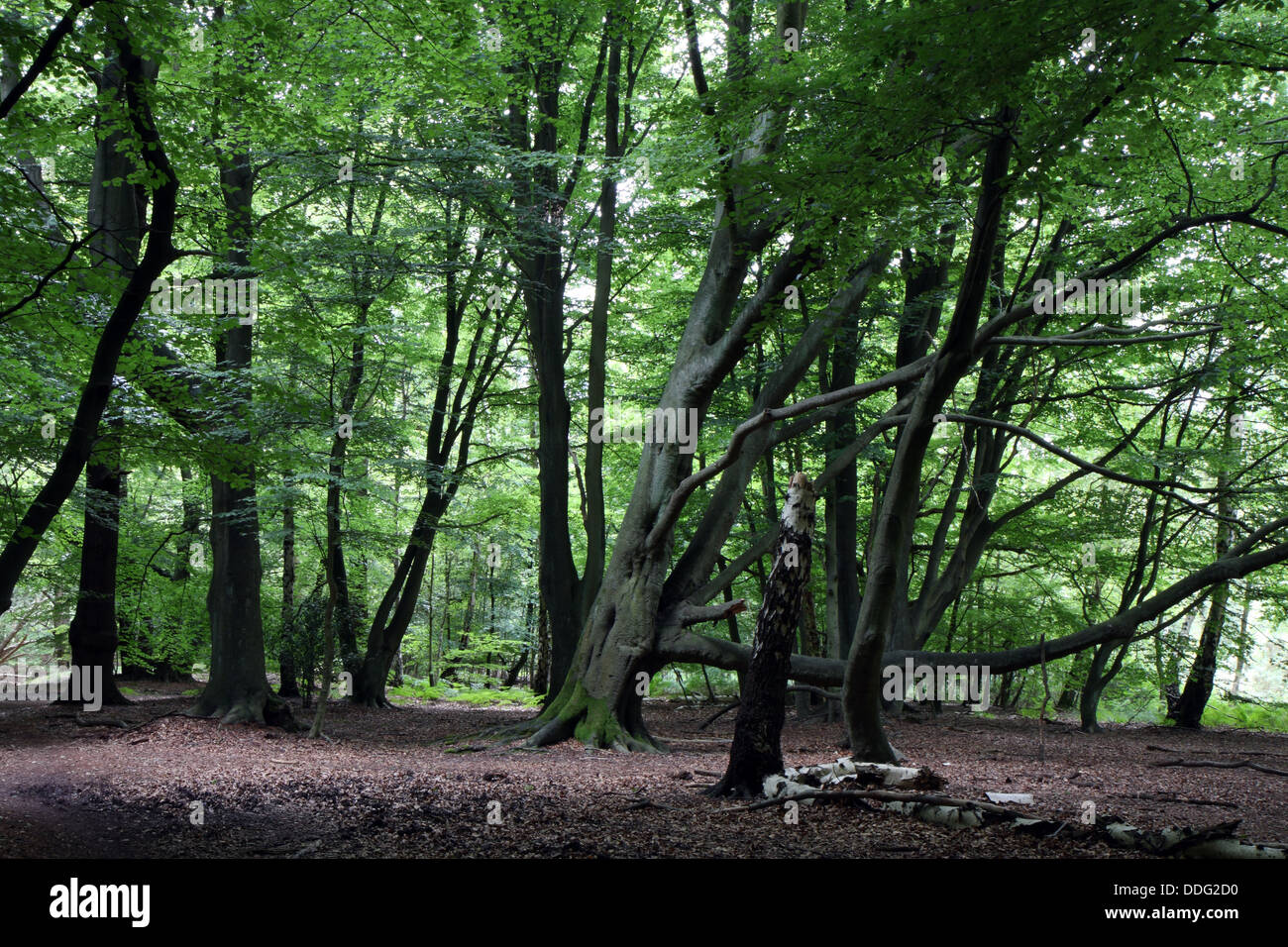 Epping forest england summer hi-res stock photography and images - Alamy