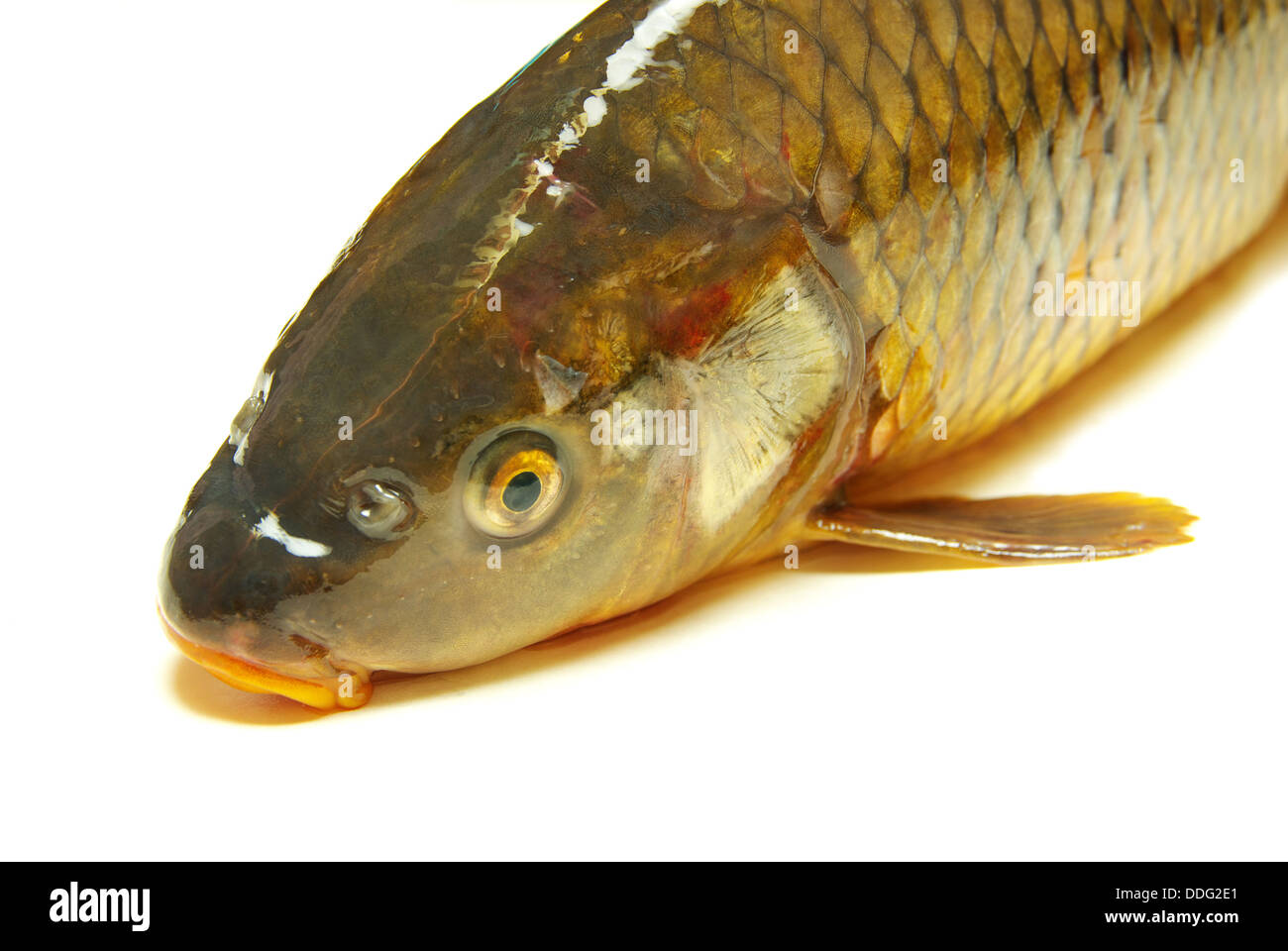 Cold storage fish hi-res stock photography and images - Alamy