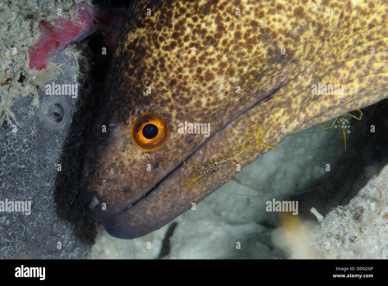 Moray eel borneo hi-res stock photography and images - Alamy