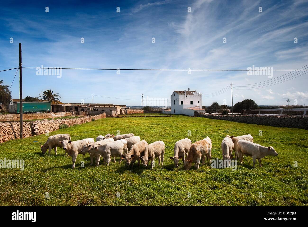 Cattle farm menorca minorca hi-res stock photography and images - Alamy